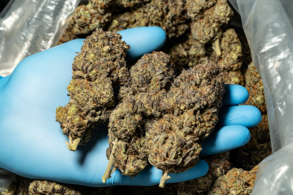 What Are the Benefits of Discreet Cannabis Shipping?